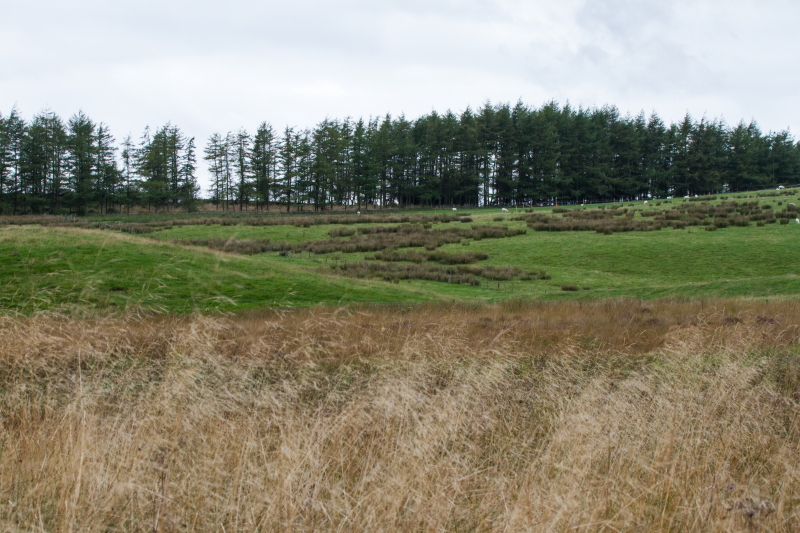 Unspoilt Wilderness: Burns Beck Moss | Cumbria Wildlife Trust