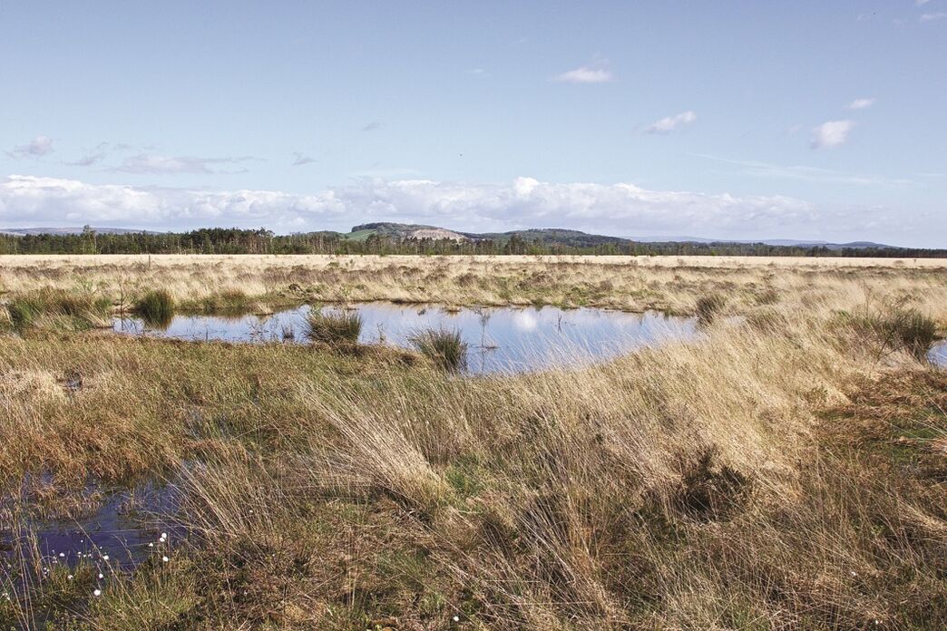How your vote for Foulshaw Moss can help combat climate change ...