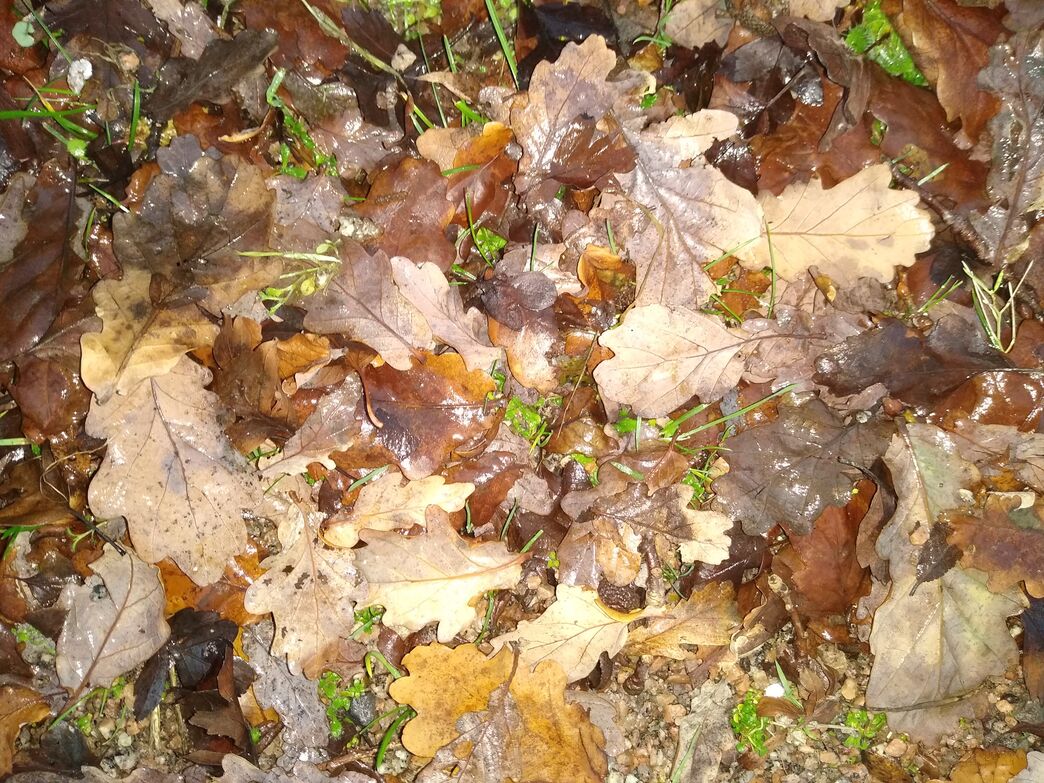 November at Gosling Sike | Cumbria Wildlife Trust