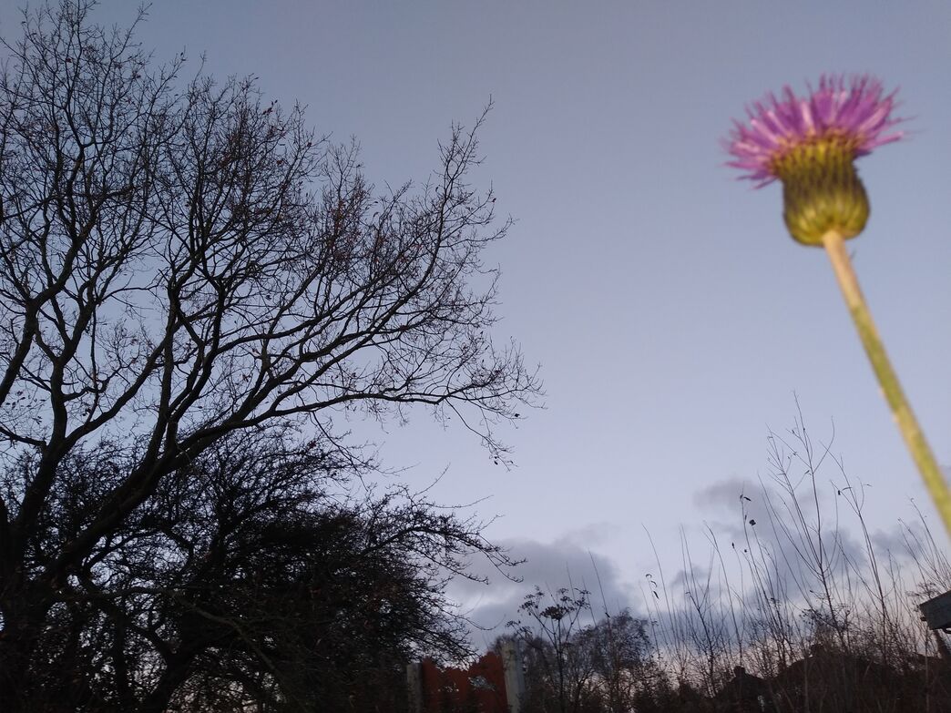 November at Gosling Sike | Cumbria Wildlife Trust