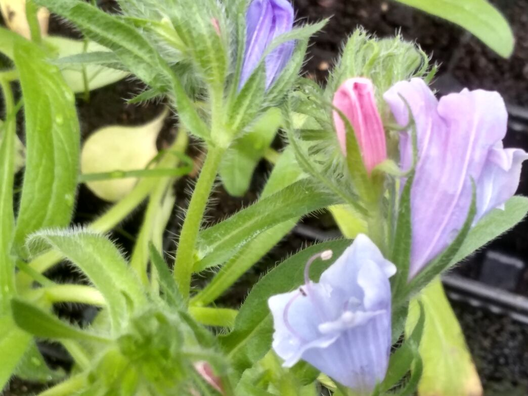 Composting at home | Cumbria Wildlife Trust