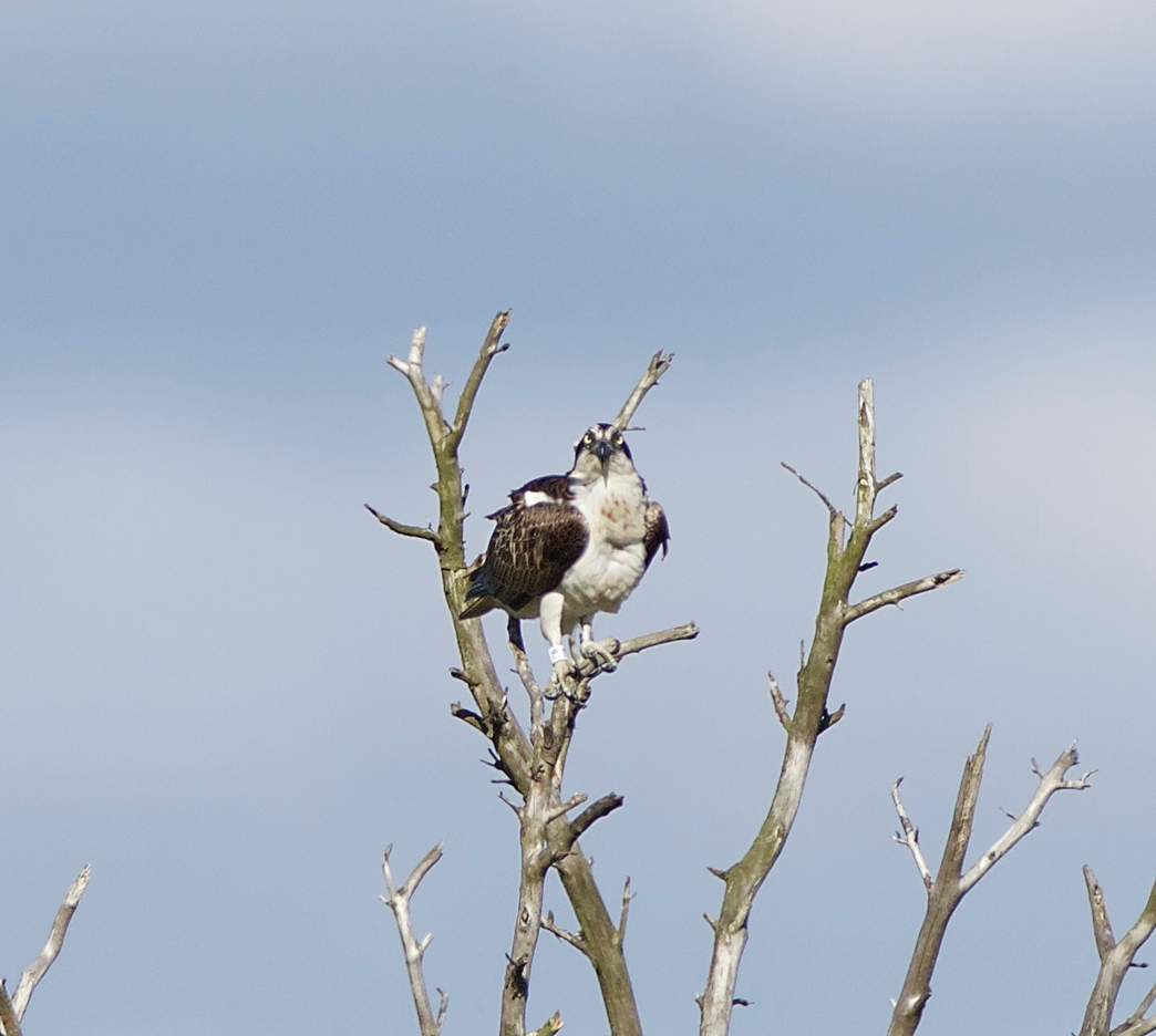 Osprey | Pandion haliaetus | Cumbria Wildlife Trust