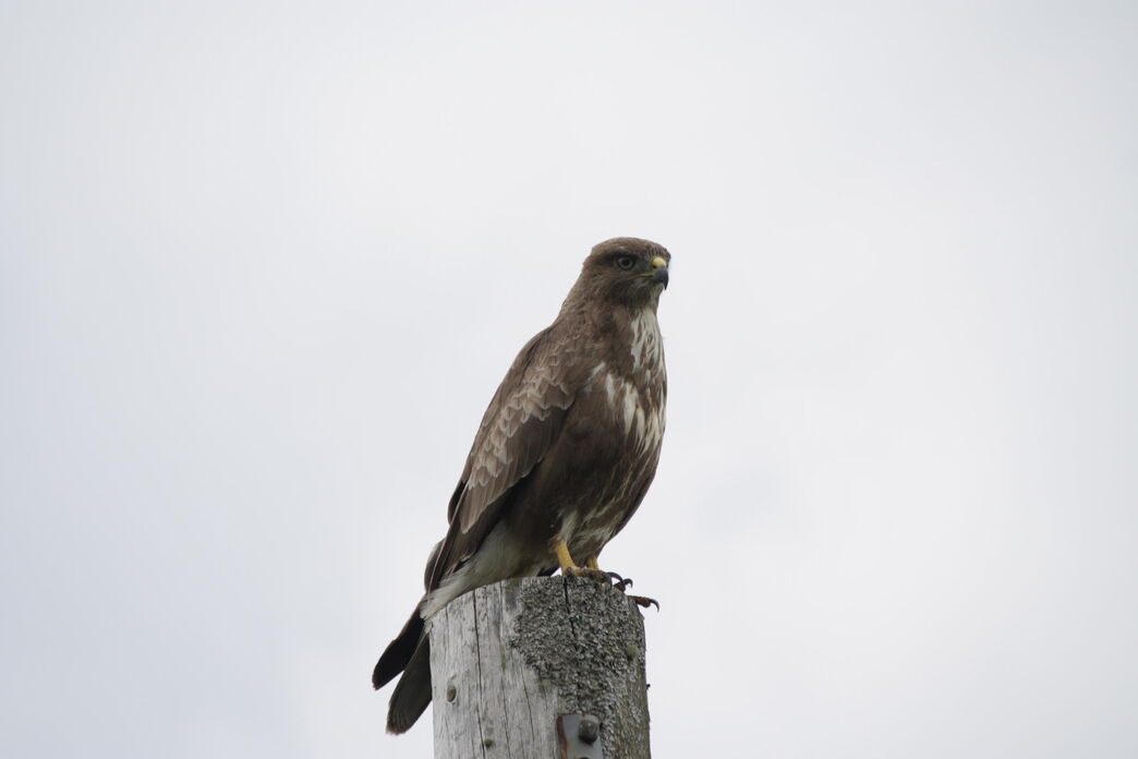 Birds of prey | Cumbria Wildlife Trust