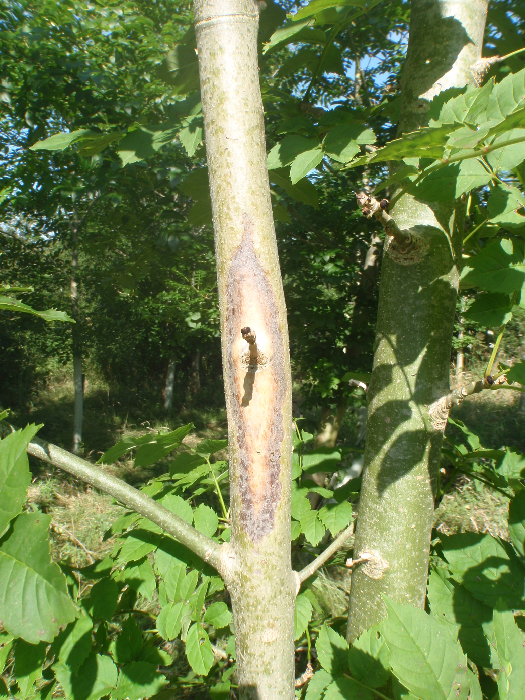 Ash dieback disease | Cumbria Wildlife Trust