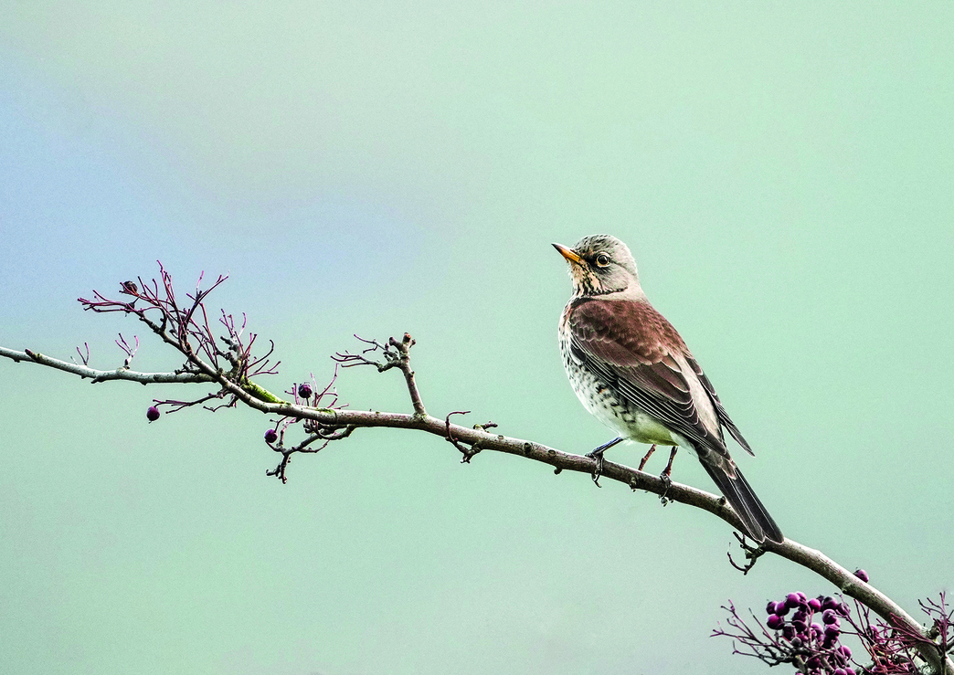 2022 Wildlife Photography Competition - winning entries | Cumbria ...