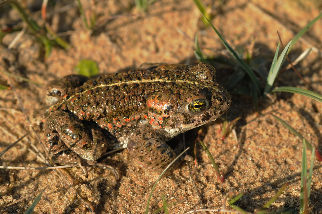 Save Sandscale Haws' natterjack toads & other wildlife | Cumbria ...