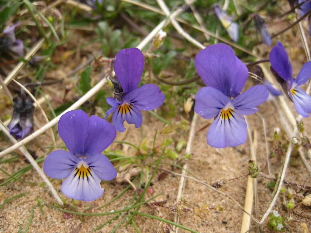 Roanhead Farm development risks irreparable harm to nature | Cumbria ...