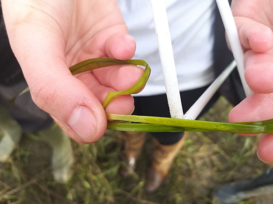 Donation will help restore Cumbria’s seagrass beds and boost carbon ...