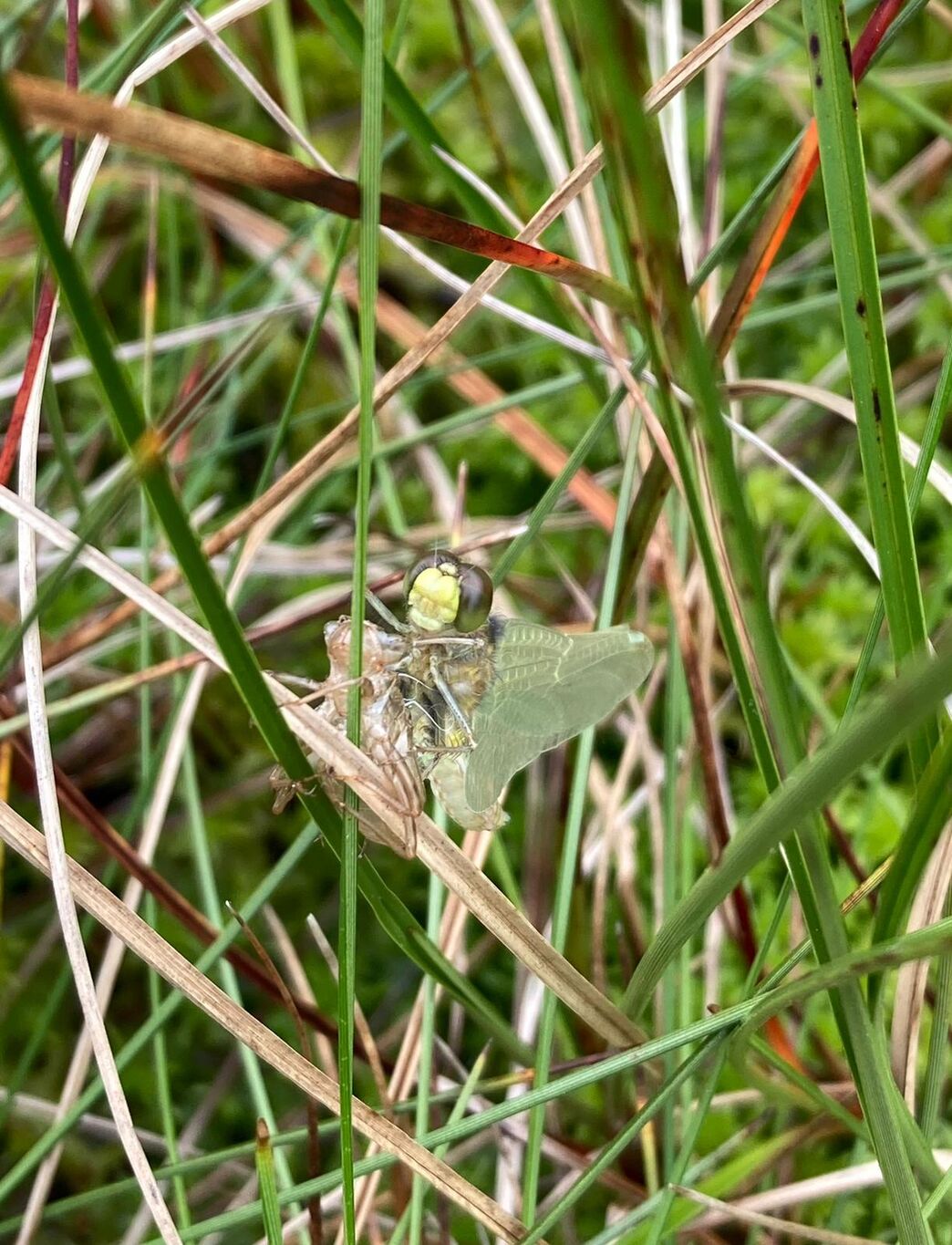 Rare dragonfly thrives after successful restoration of peatbogs ...