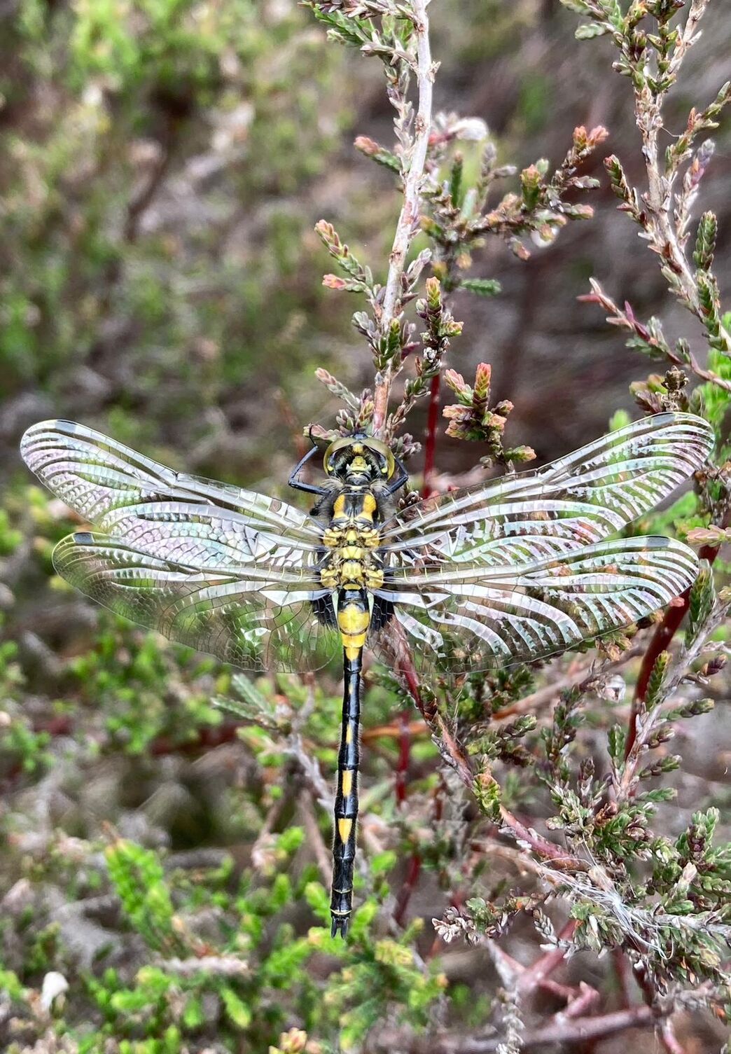 Rare dragonfly thrives after successful restoration of peatbogs ...