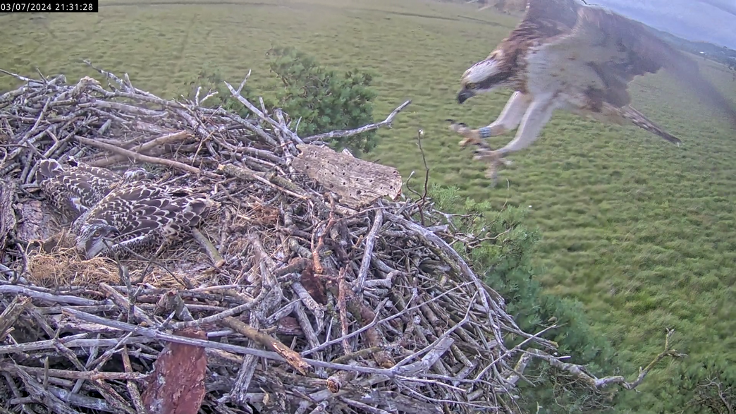 The birds have flown... | Cumbria Wildlife Trust