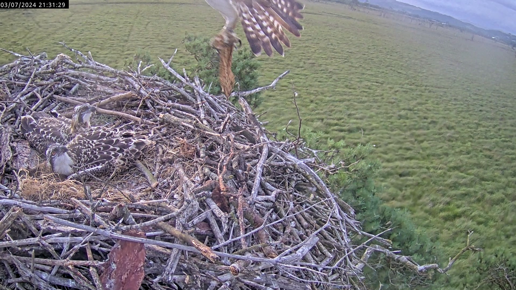The birds have flown... | Cumbria Wildlife Trust