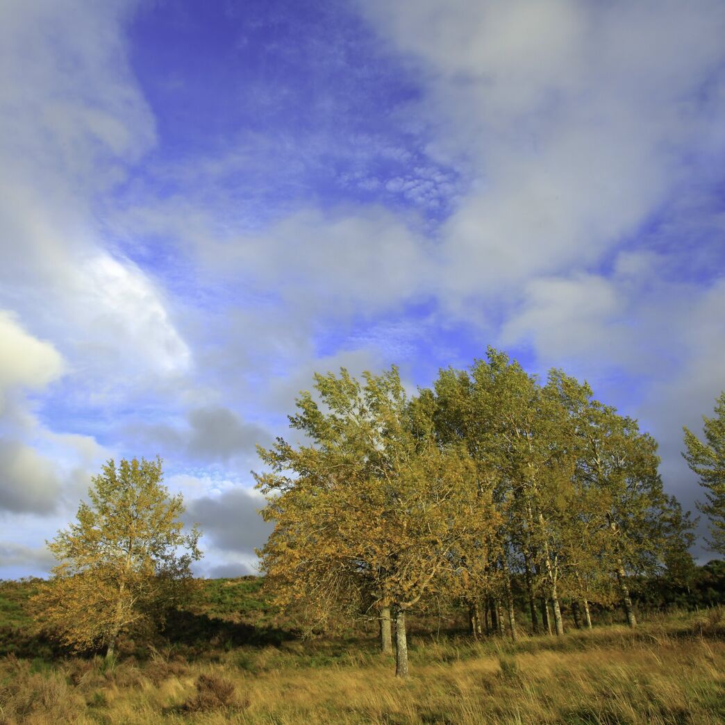 Planting trees create wilder skiddaw forest | Cumbria Wildlife Trust