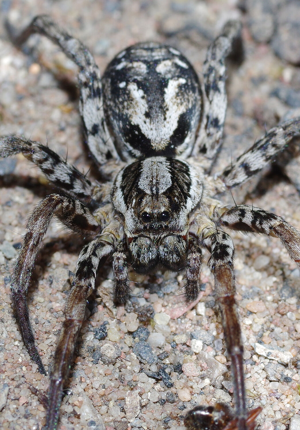 Spiders of the quantum realm… | UK spiders | Cumbria Wildlife Trust