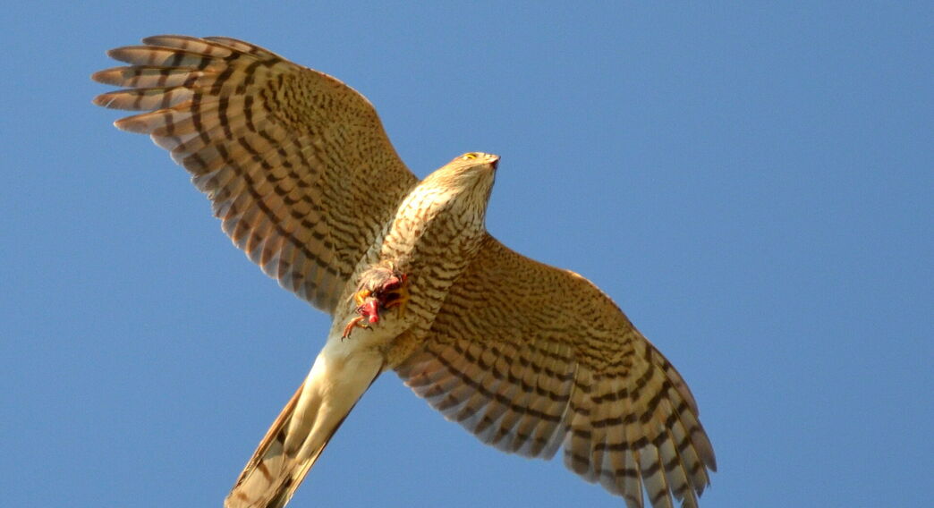 Birds of prey | Cumbria Wildlife Trust
