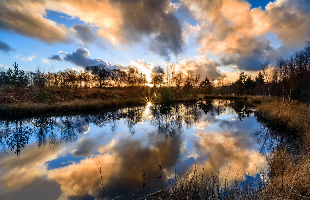 Foulshaw Moss | Cumbria Wildlife Trust
