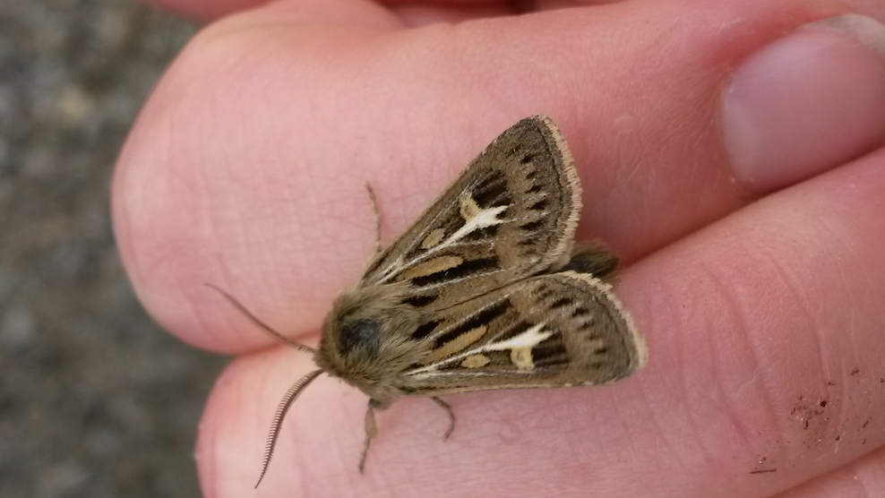 Magnificent moths | Cumbria Wildlife Trust