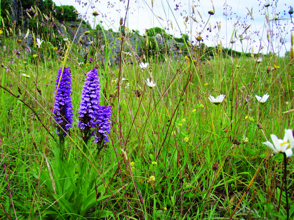 Clints Quarry | Cumbria Wildlife Trust