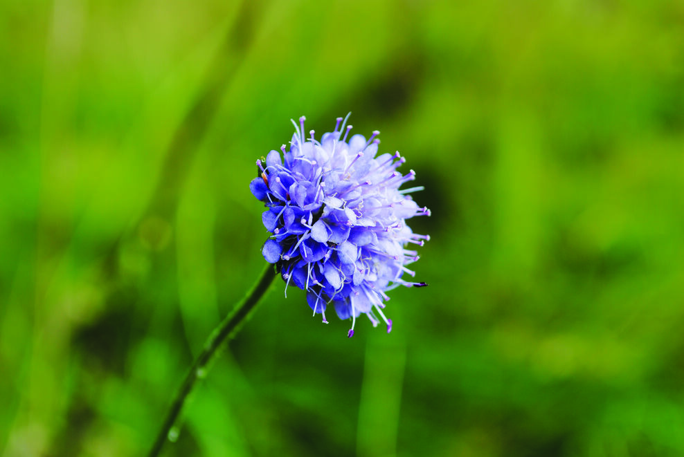 Orton Moss | Cumbria Wildlife Trust