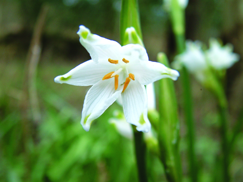 Boathouse Field | Cumbria Wildlife Trust