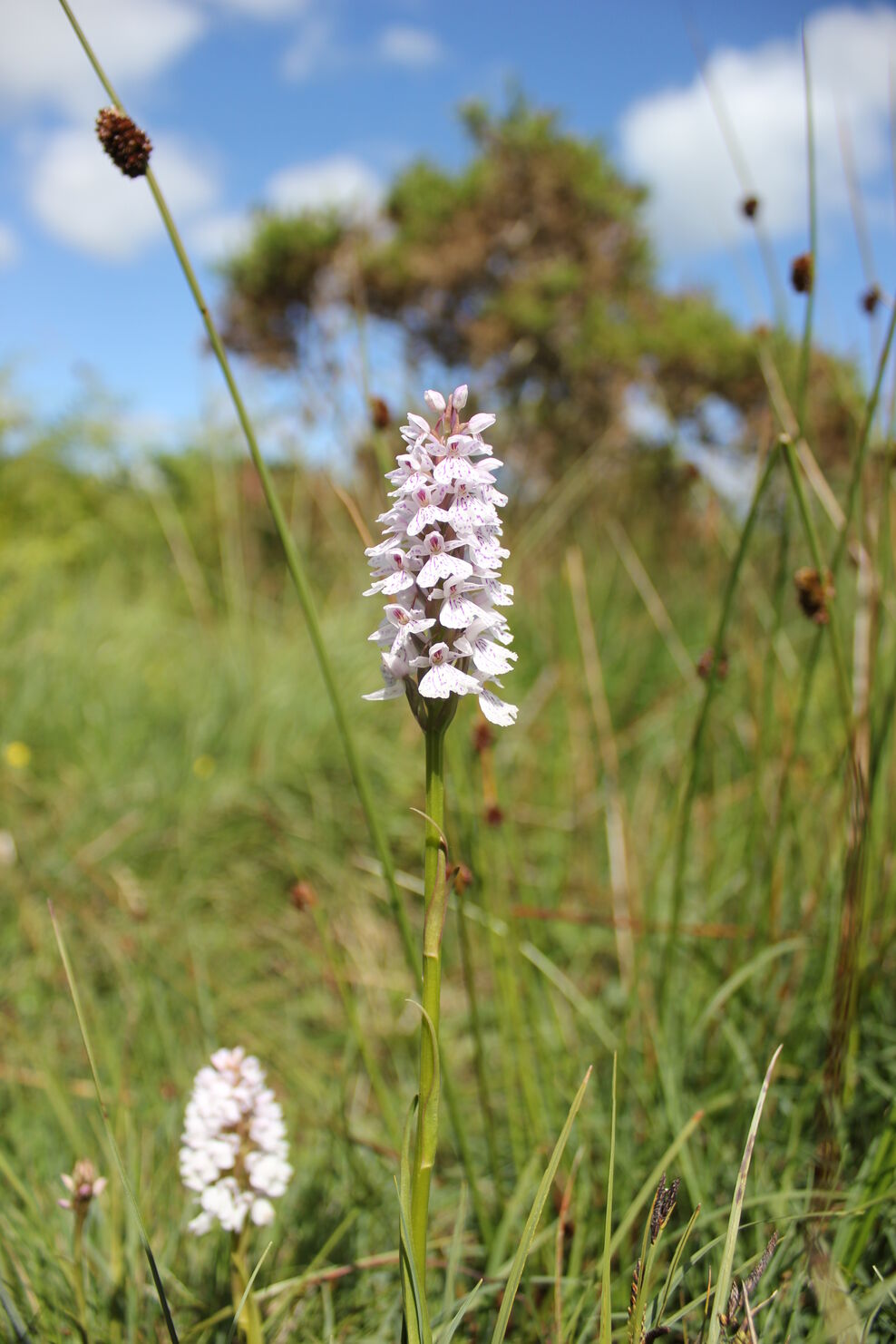 Lowick Common | Cumbria Wildlife Trust