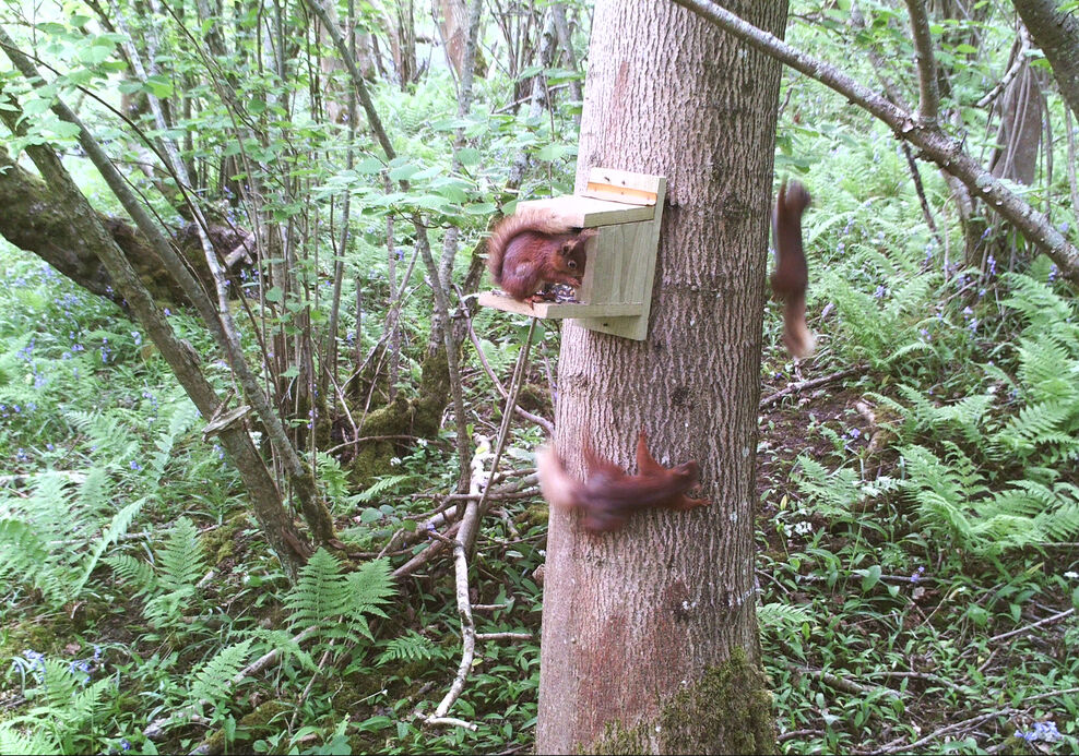 Furness savers help red squirrels | Cumbria Wildlife Trust