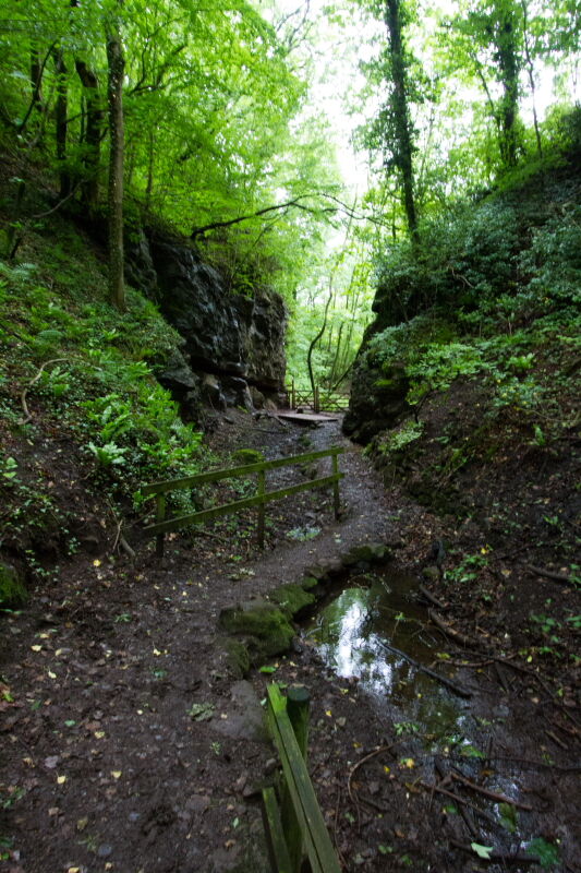 A Secret Garden: Clints Quarry | Cumbria Wildlife Trust