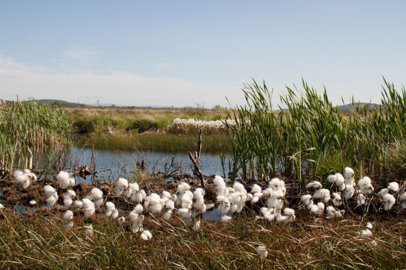 How your vote for Foulshaw Moss can help combat climate change ...
