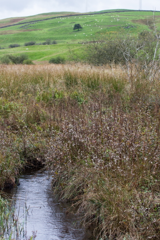 Unspoilt Wilderness: Burns Beck Moss | Cumbria Wildlife Trust