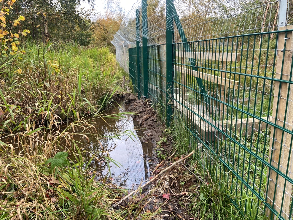Beavers finally return to Cumbria after 400 year absence | Cumbria ...