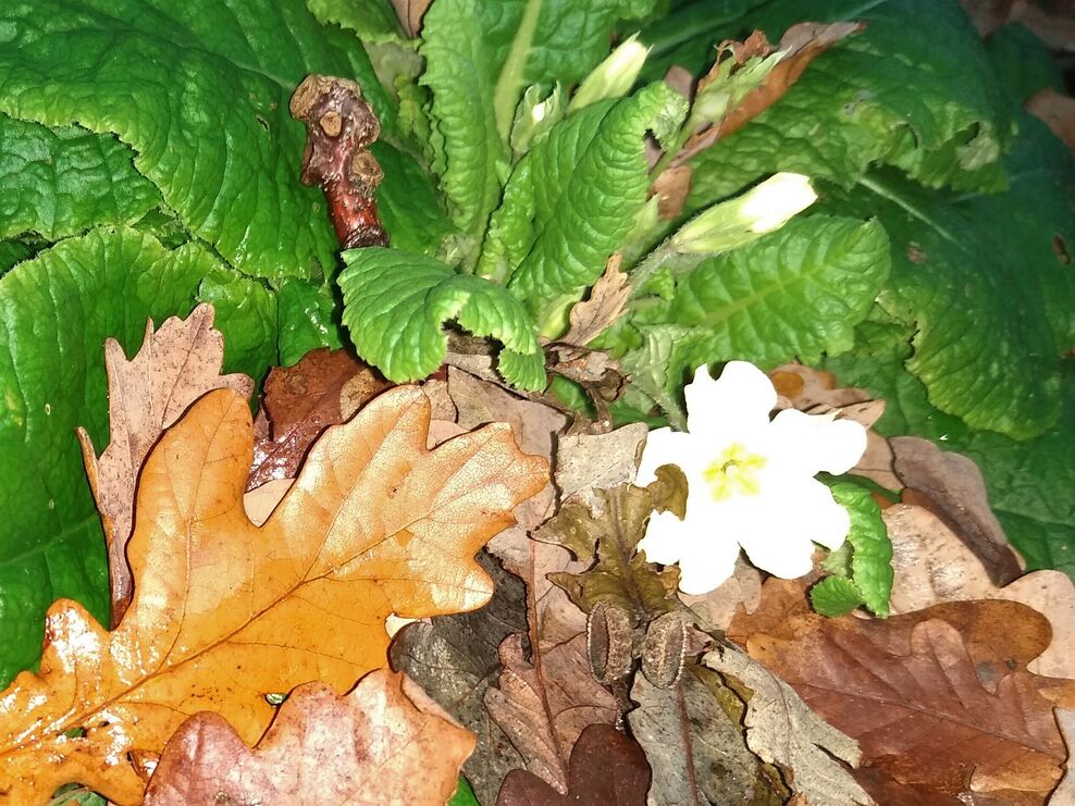 November at Gosling Sike | Cumbria Wildlife Trust