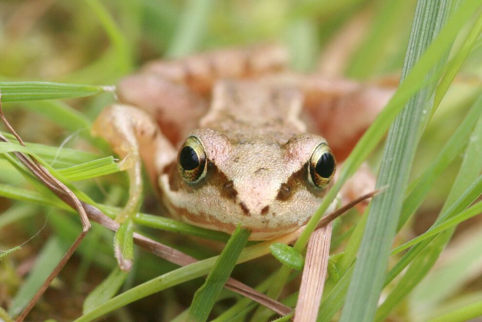 Weed or Wild Flower? | Cumbria Wildlife Trust