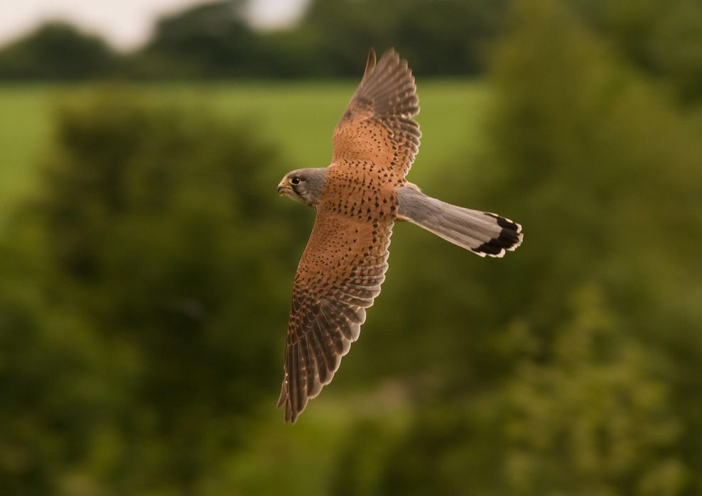 Birds of prey | Cumbria Wildlife Trust