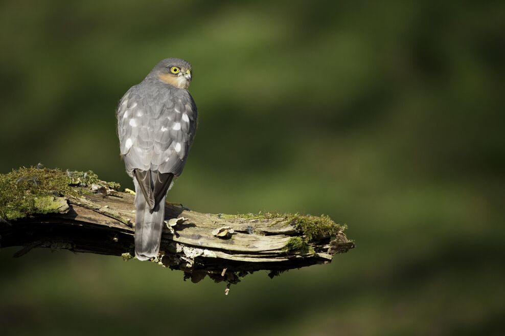 Birds of prey | Cumbria Wildlife Trust