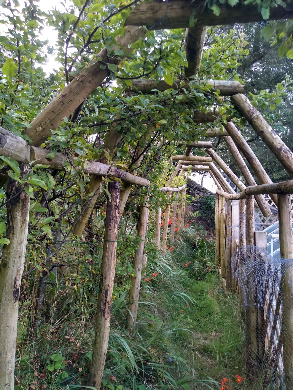 An apple arch for wildlife | Cumbria Wildlife Trust