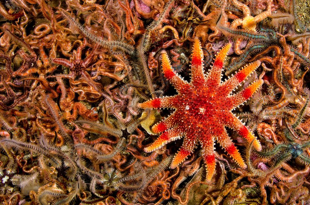 Turning the tide to save the Irish Sea | Cumbria Wildlife Trust