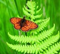 Dubbs Moss | Cumbria Wildlife Trust