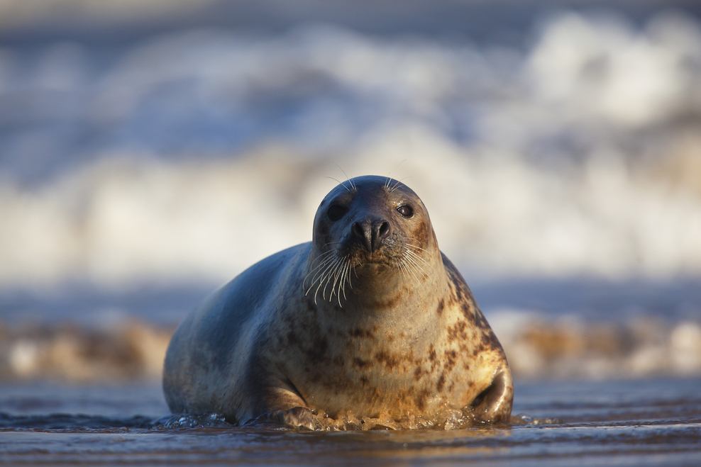 Come along to our family fun day at South Walney Nature Reserve ...