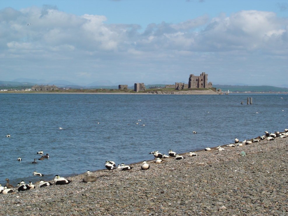 Come along to our family fun day at South Walney Nature Reserve ...