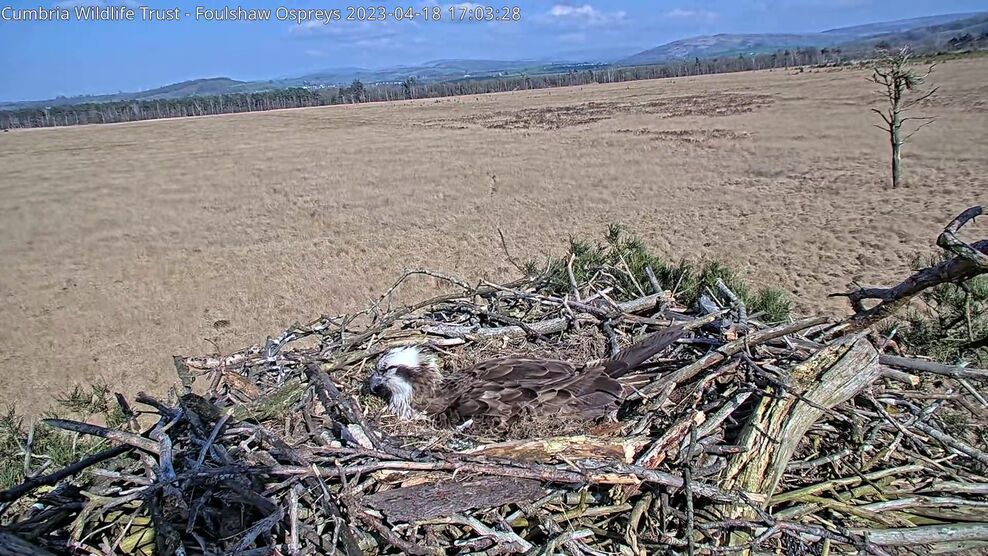 Breeding Ospreys at Foulshaw Moss | Cumbria Wildlife Trust