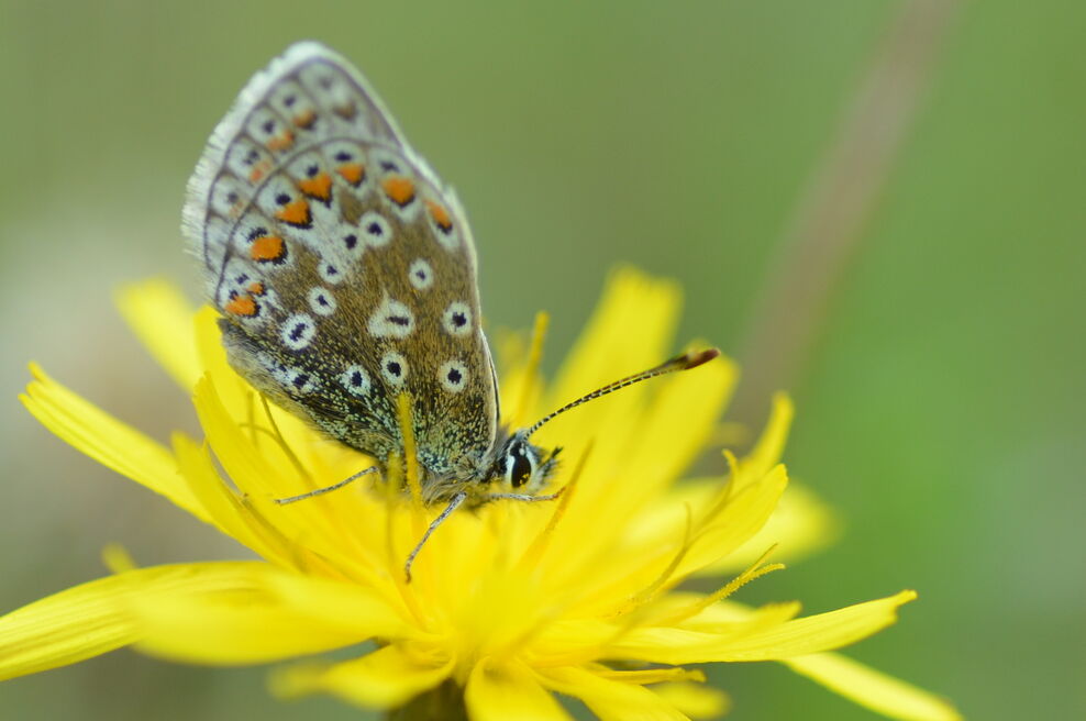 Plan Bee launched to save Cumbria’s pollinators | Cumbria Wildlife Trust