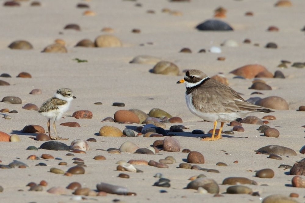 Save Sandscale Haws' natterjack toads & other wildlife | Cumbria ...
