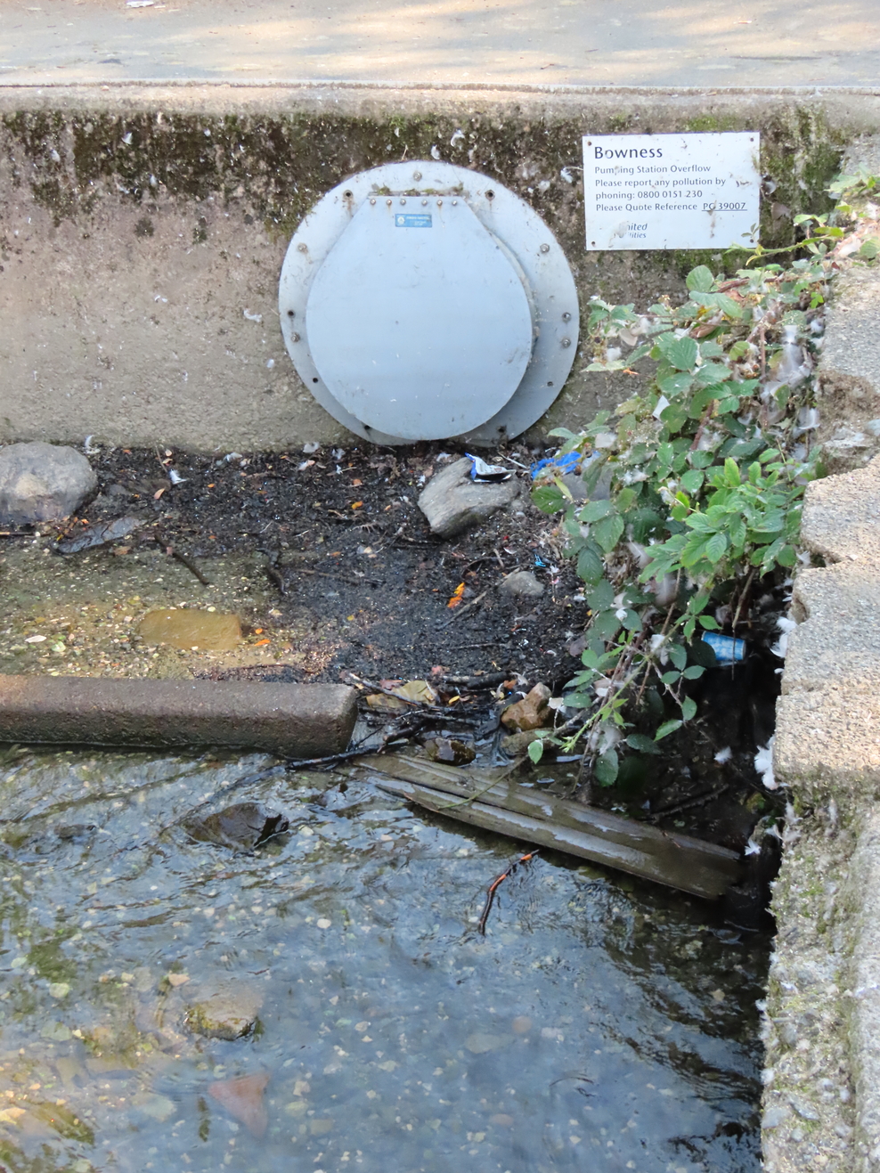 Windermere: an iconic lake in trouble? | Cumbria Wildlife Trust