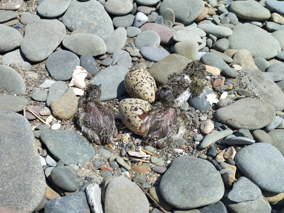 Successful seabird breeding season at South Walney and Foulney Island ...