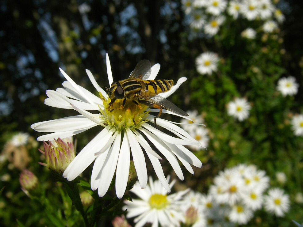 Pollinators | Cumbria Wildlife Trust