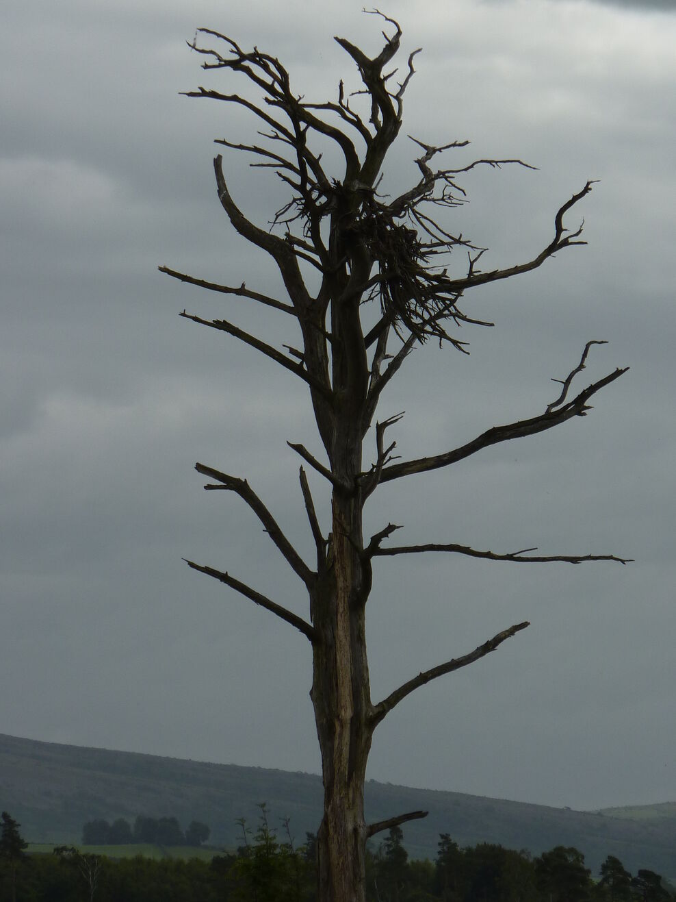 Counting down the days | Cumbria Wildlife Trust