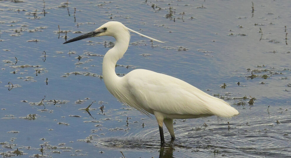 Wetland wildlife hideaway | Cumbria Wildlife Trust