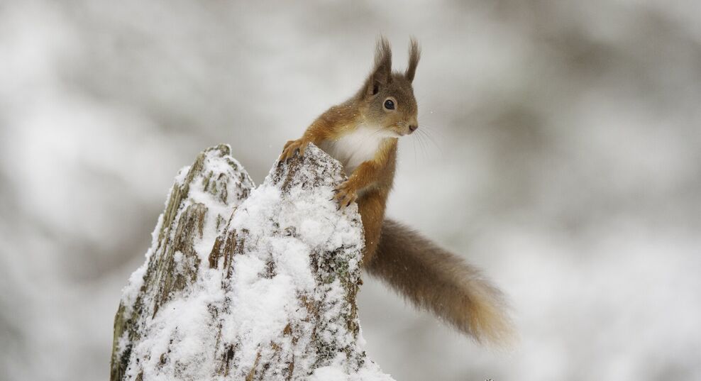 Red squirrel | Sciurus vulgaris | Cumbria Wildlife Trust