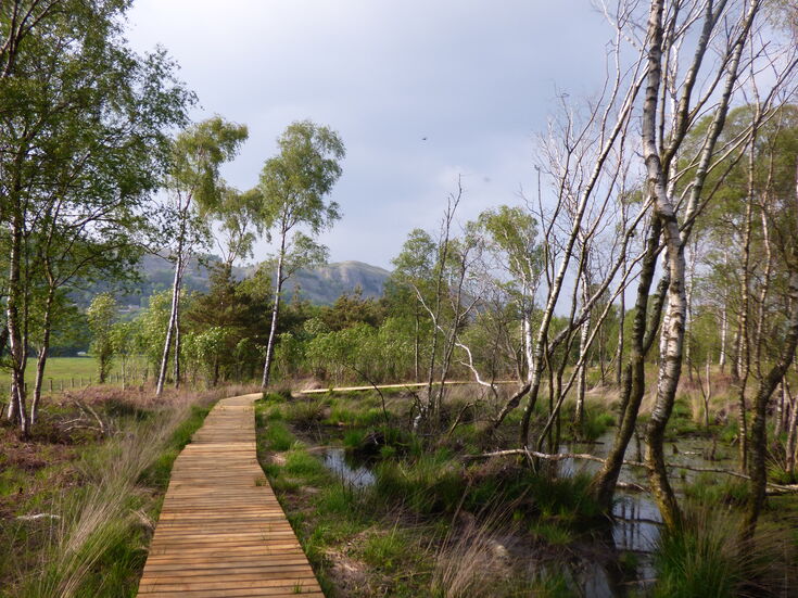 Foulshaw Moss | Cumbria Wildlife Trust