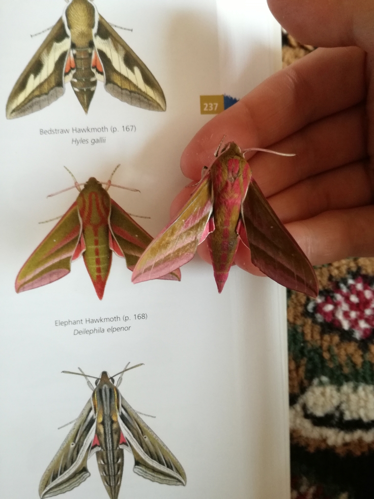 Survival strategies of butterflies and moths | Cumbria Wildlife Trust